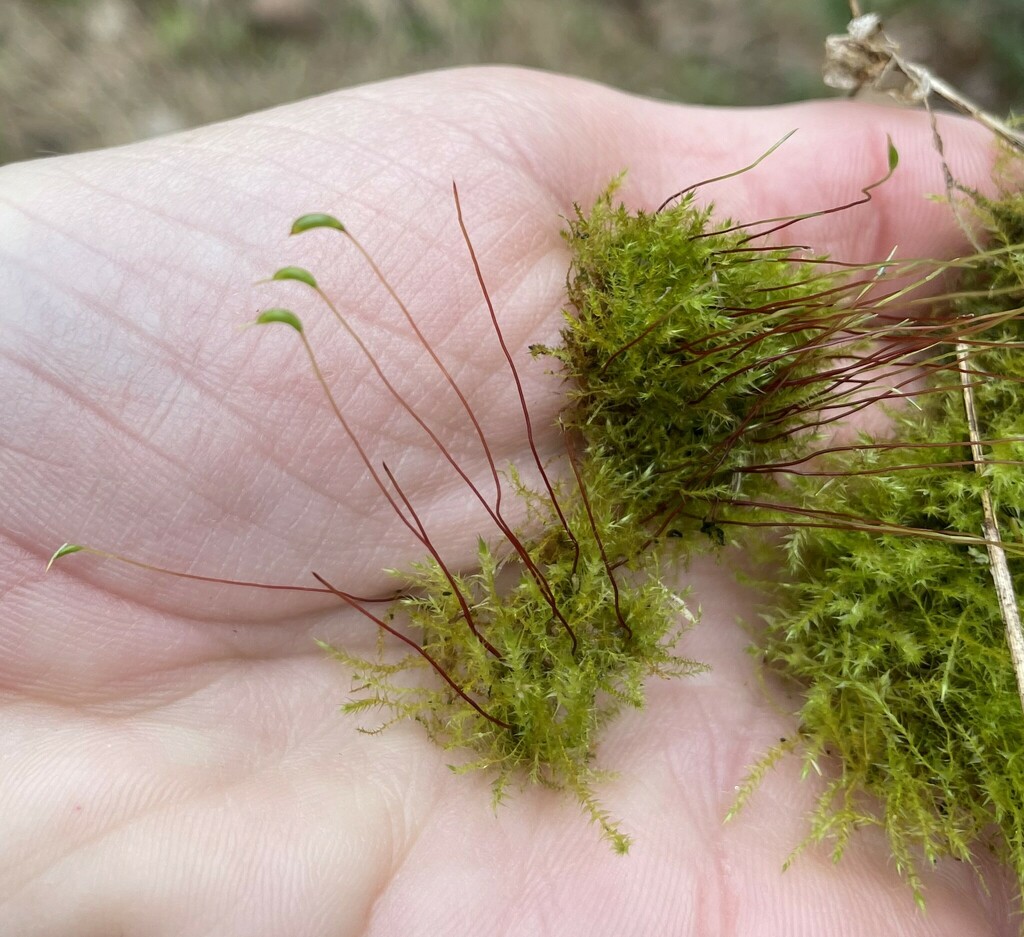 tangled thread moss from Washington County, AR, USA on March 11, 2023 ...