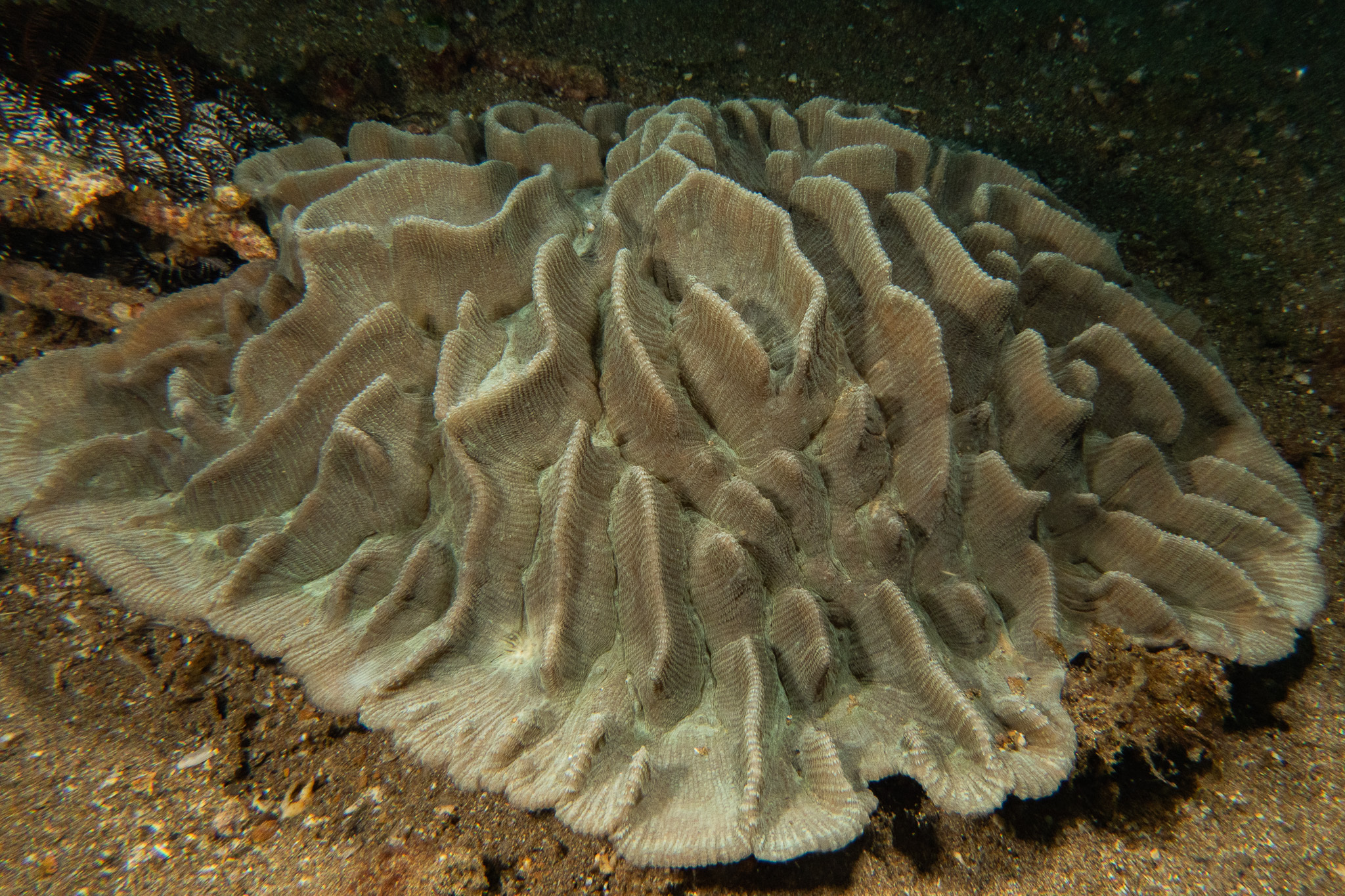 Pectinia lactuca (Pallas, 1766)