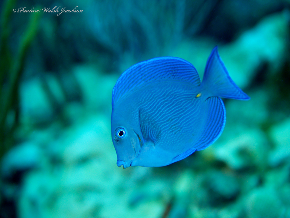 Atlantic Blue Tang (Acanthurus coeruleus) - Marine Life Identification