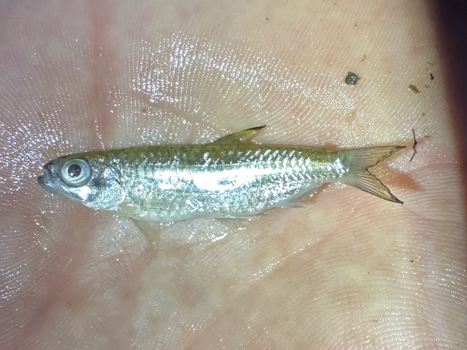 Alestidae