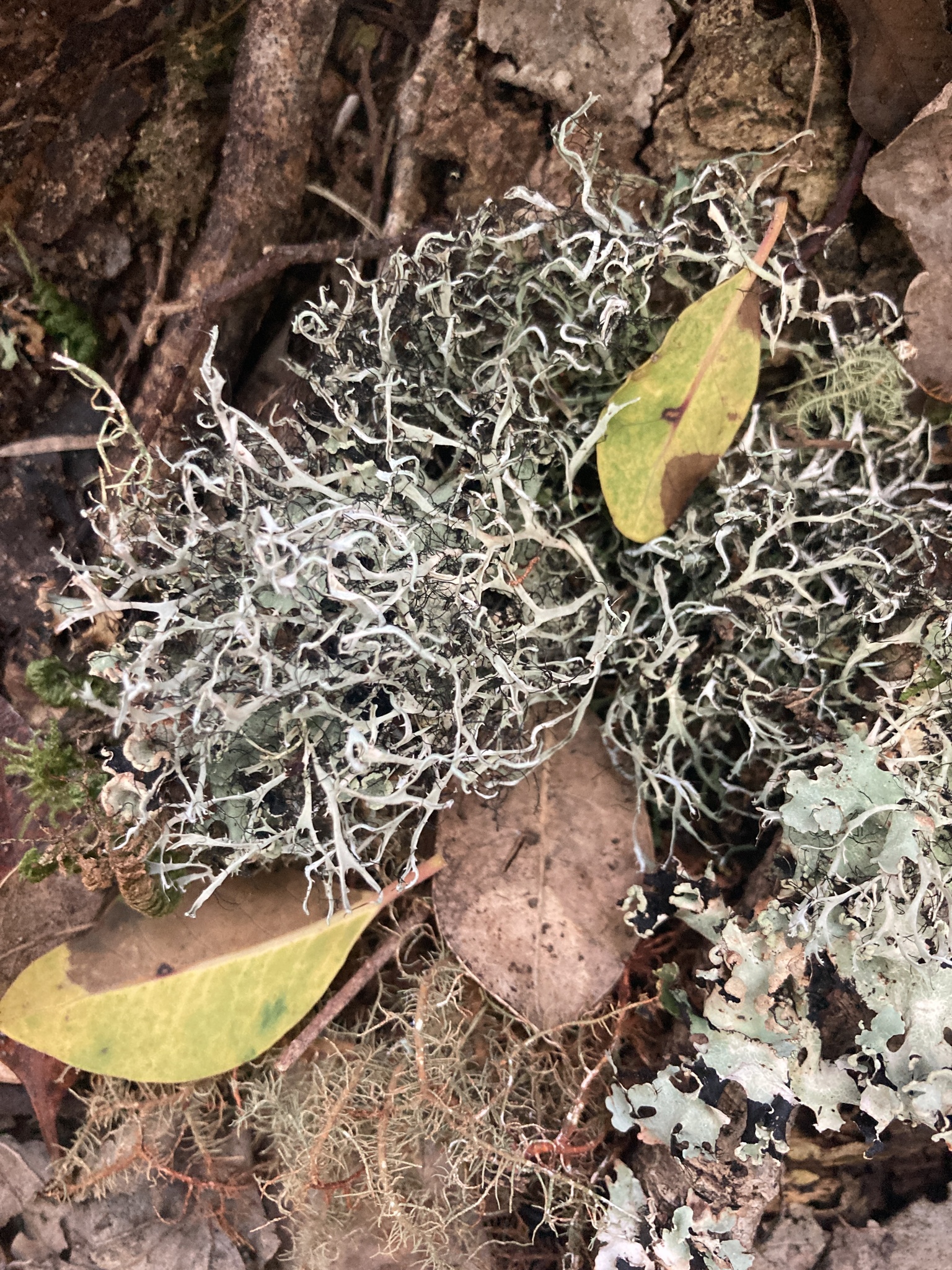 Leucodermia leucomelos (L.) Kalb