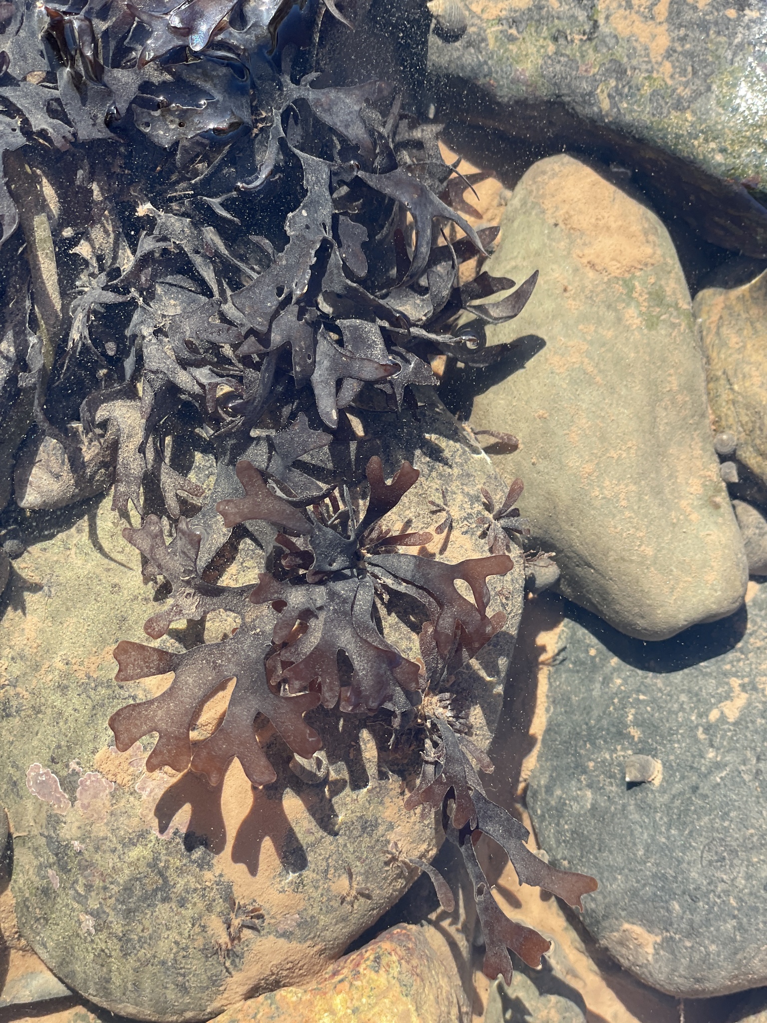 Chondrus crispus Stackhouse