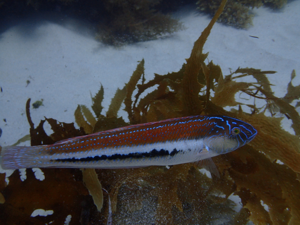 Southern Maori Wrasse from Indian Ocean, Yallingup, WA, AU on January ...