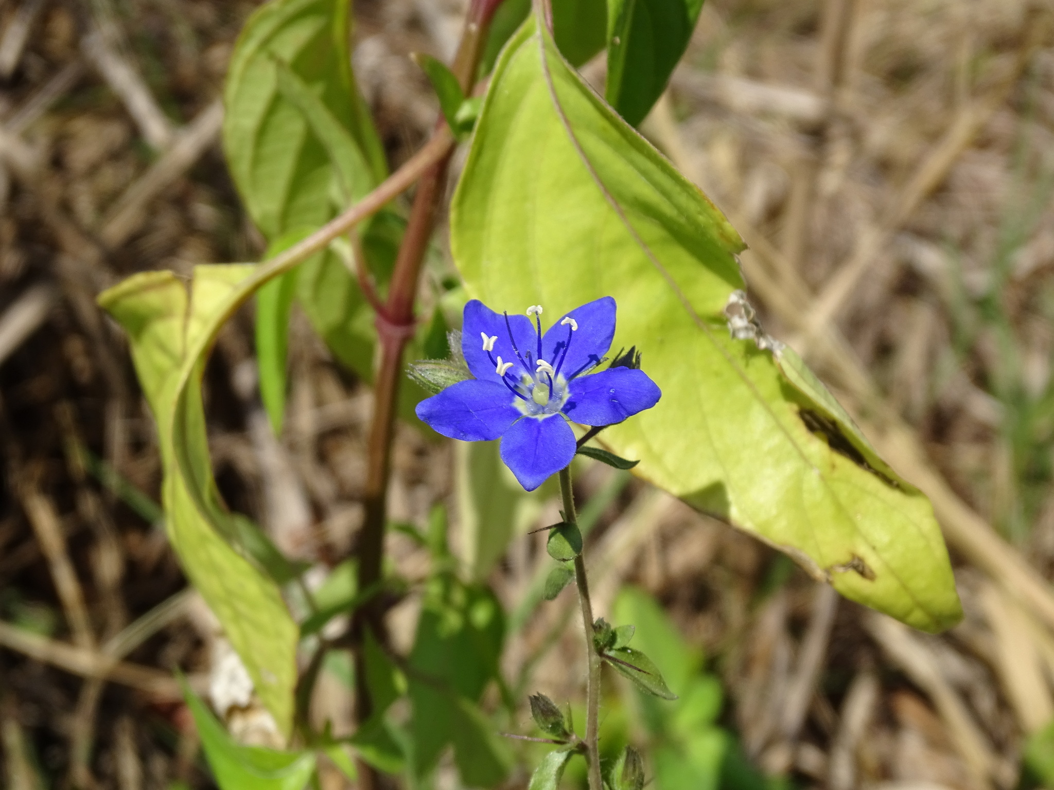 Hydrolea L.