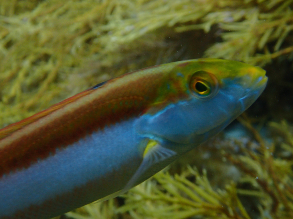 Southern Maori Wrasse from Indian Ocean, Yallingup, WA, AU on February ...