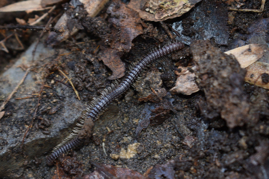 Cambala hubrichti from Hawkins County, TN, USA on March 10, 2023 at 11: ...