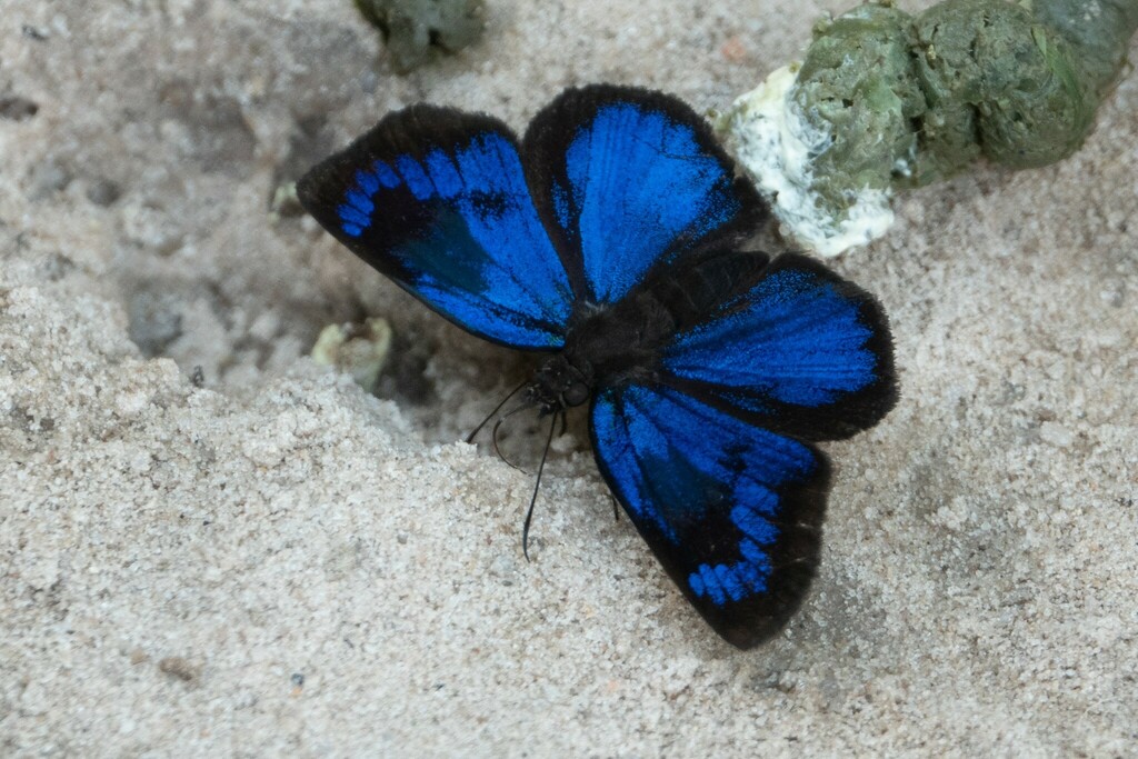 Glorious Blue-Skipper from Puerto Inca Province, Peru on March 26, 2020 at 11:17 AM by Demian ...