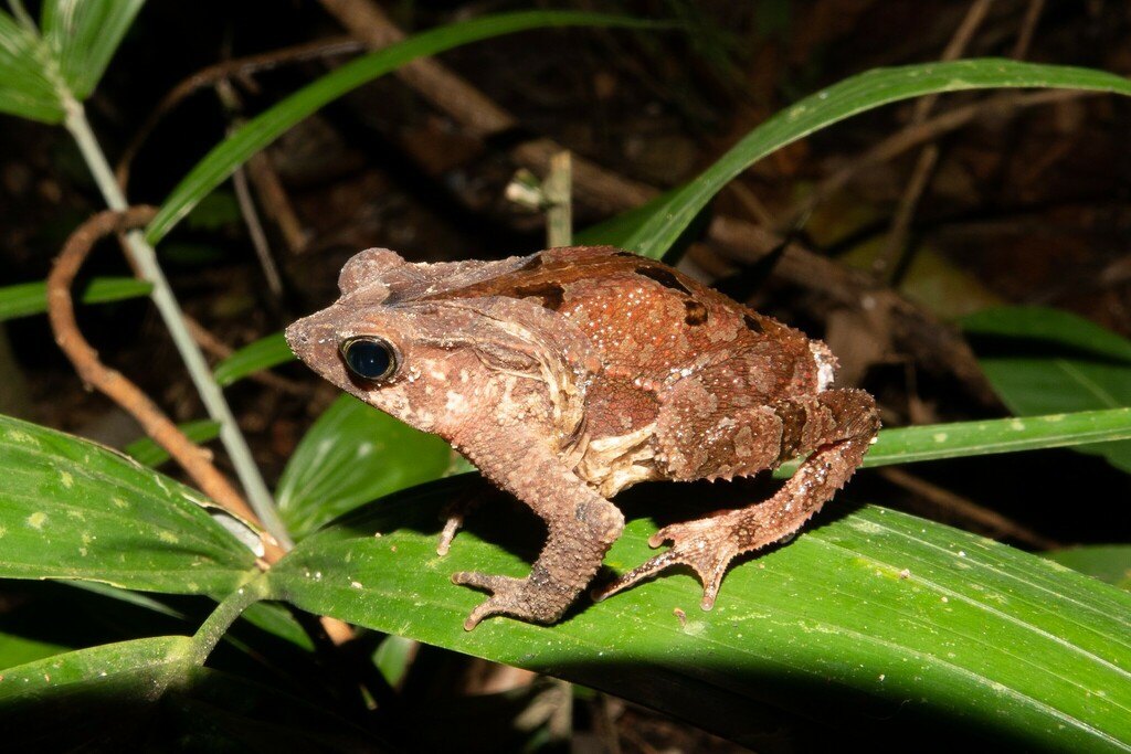 Beaked Toads from Puerto Inca Province, Peru on March 26, 2020 at 08:46 ...