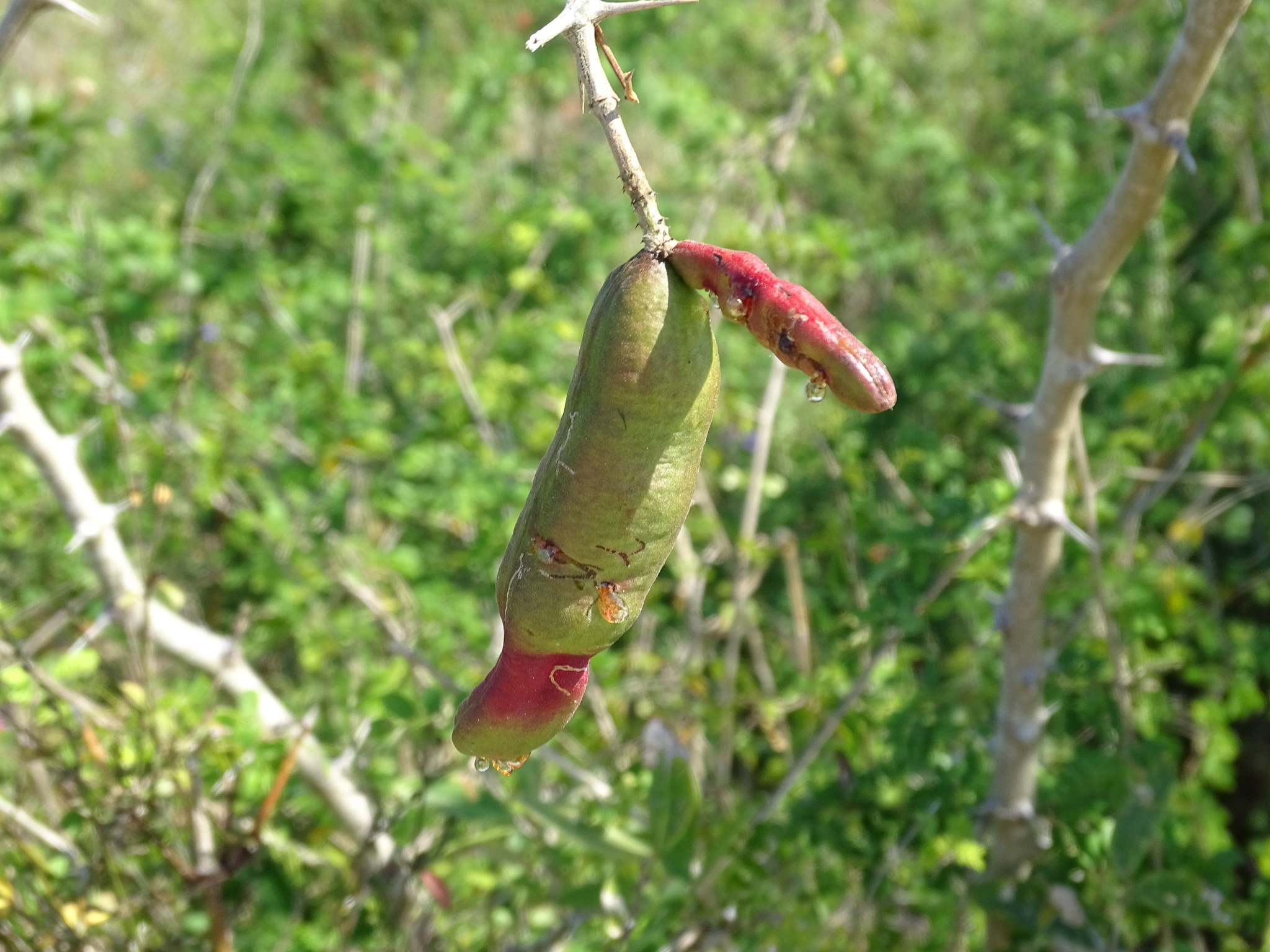 Pithecellobium lanceolatum (Humb. & Bonpl. ex Willd.) Benth.