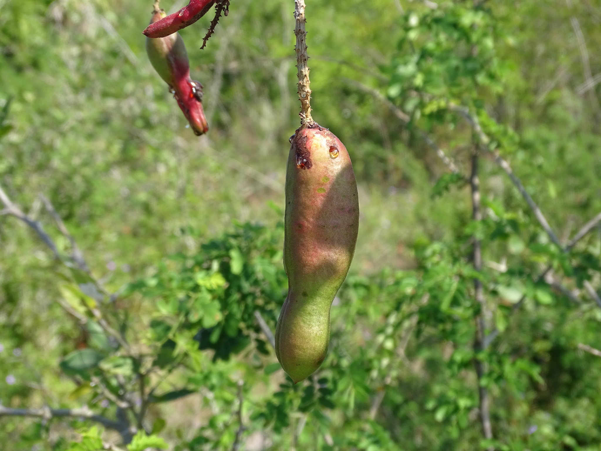 Pithecellobium lanceolatum (Humb. & Bonpl. ex Willd.) Benth.