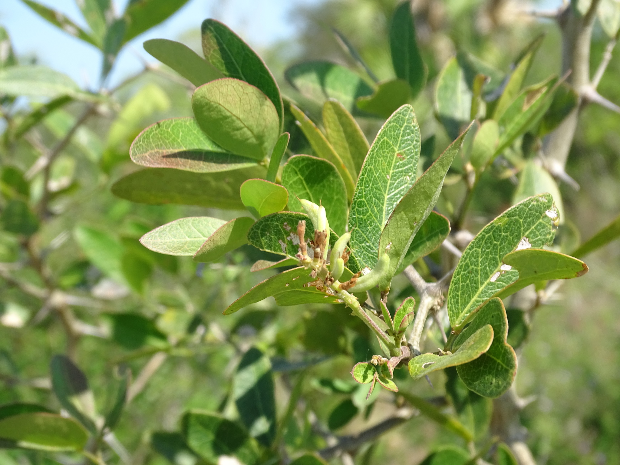 Pithecellobium lanceolatum (Humb. & Bonpl. ex Willd.) Benth.