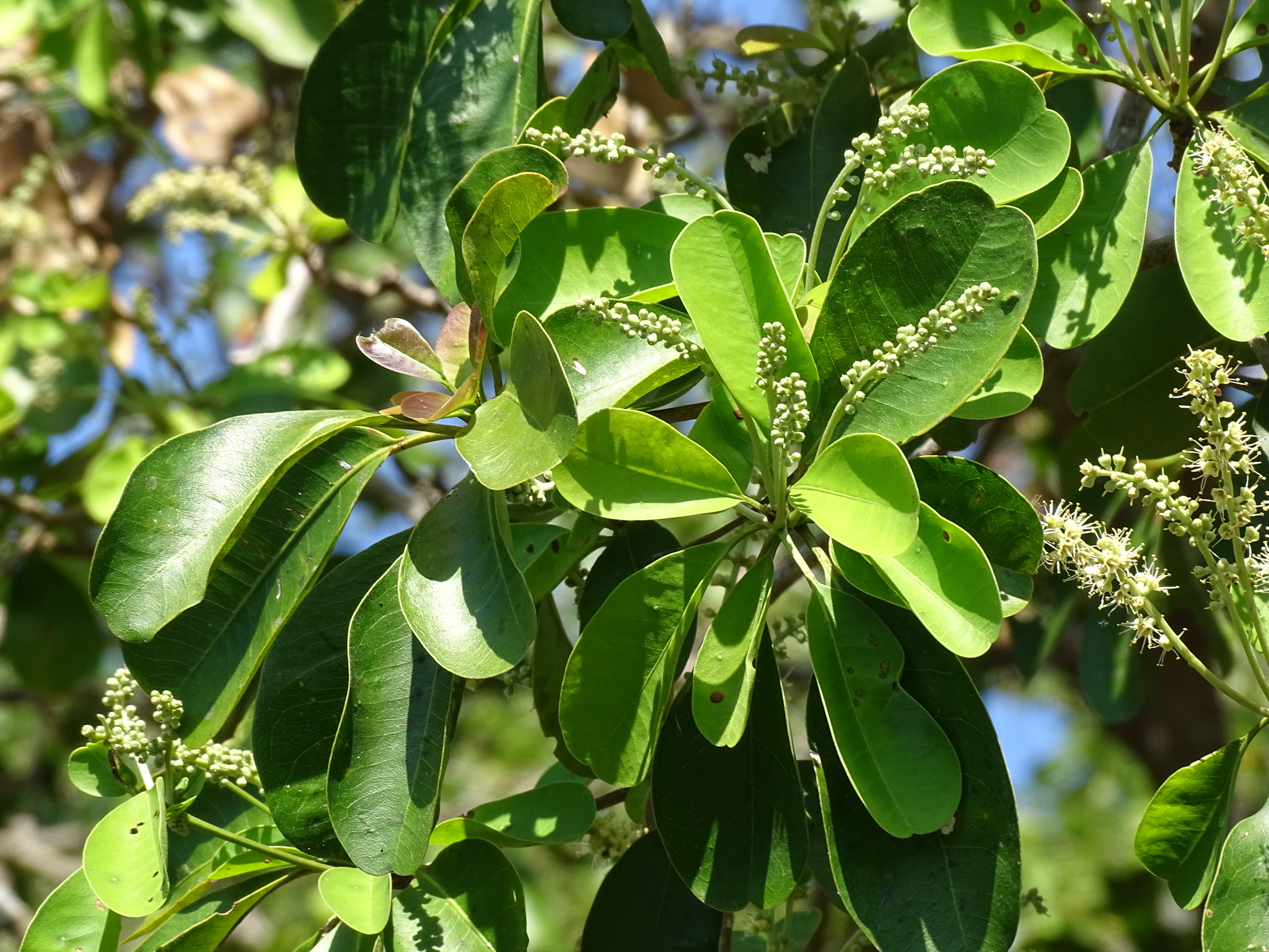 Terminalia buceras (L.) Wright