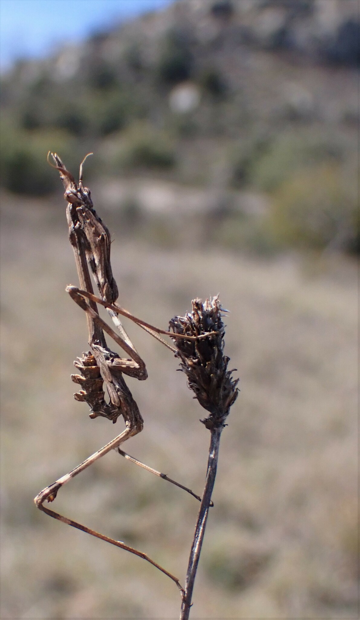 Empusa pennata (Thunberg, 1815)