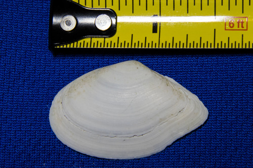 Indented Macoma (Rexithaerus indentata) · iNaturalist