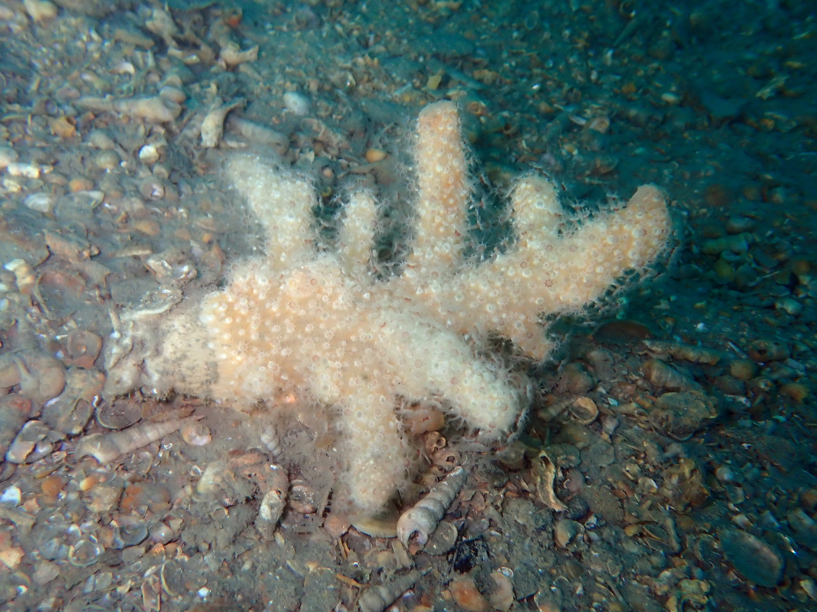 Alcyonium palmatum Pallas, 1766