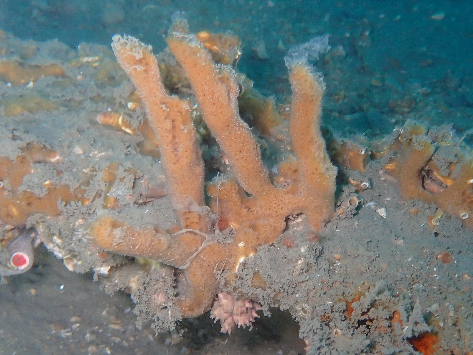 Ulosa digitata (Schmidt, 1866)