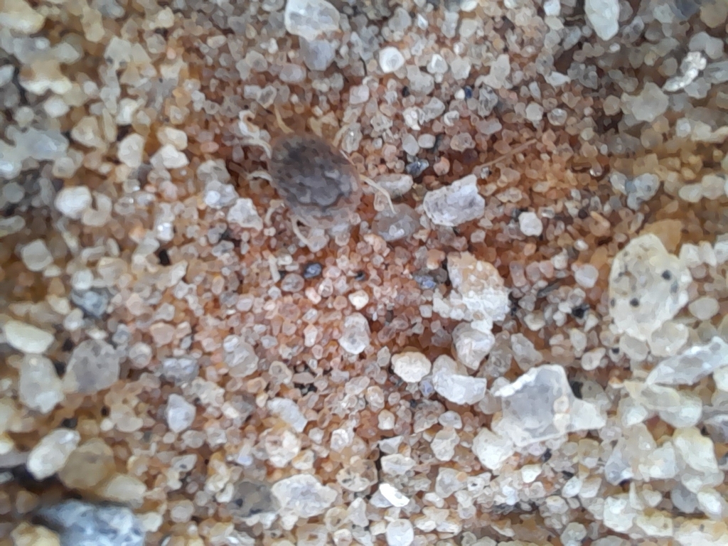 Softbacked Ticks from Arandis, Namib-Naukluft, NA-ER, NA on March 11 ...