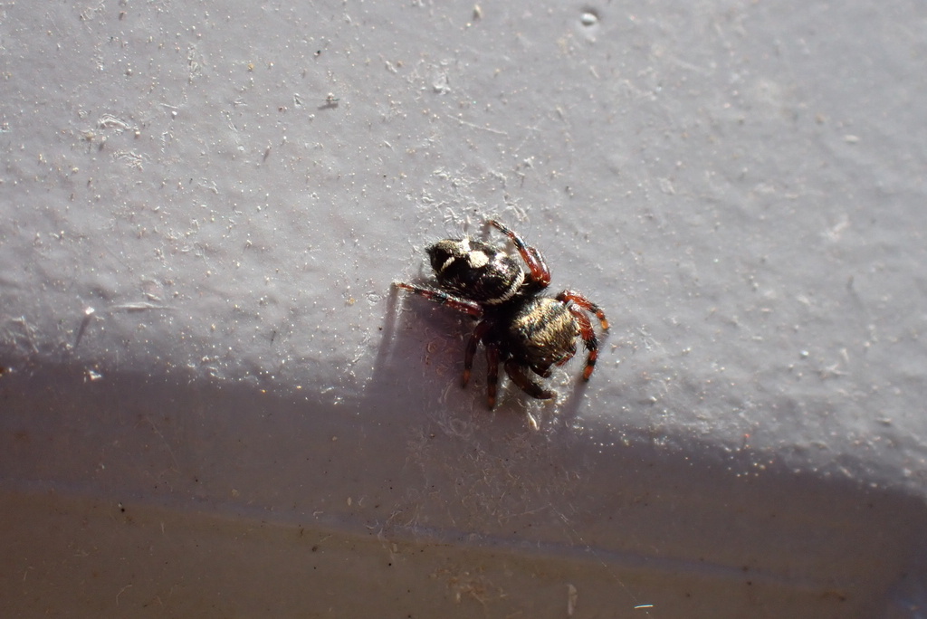 Bold Jumping Spider from Texas A&M University, College Station, TX, US ...