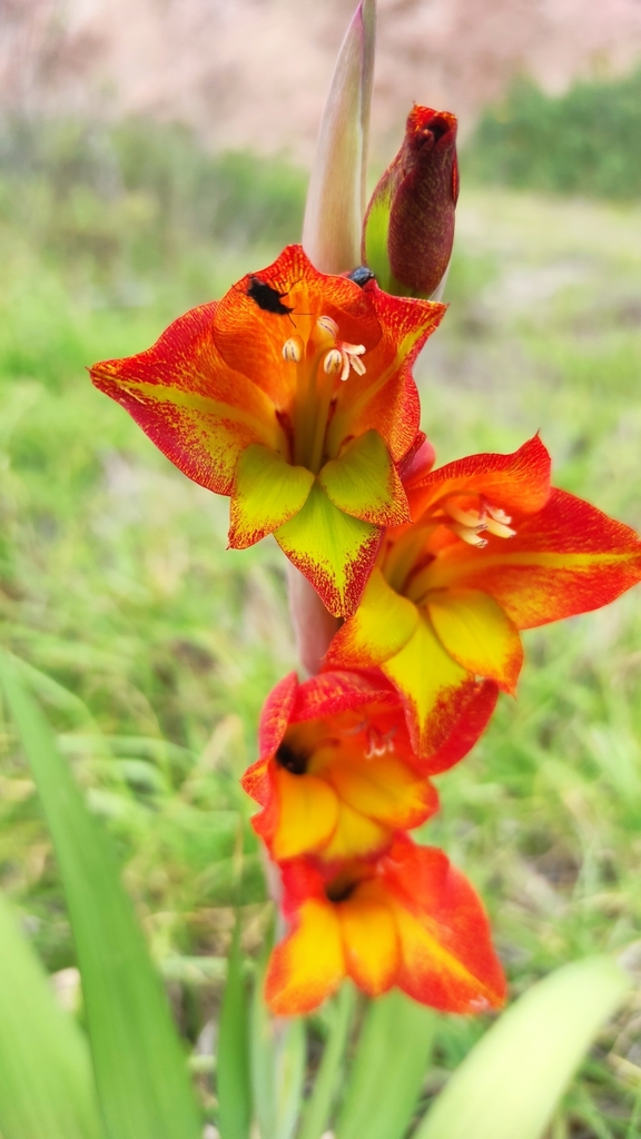 Dragon's-head Lily from San Felipe de Oña, Ecuador on February 28, 2023 ...