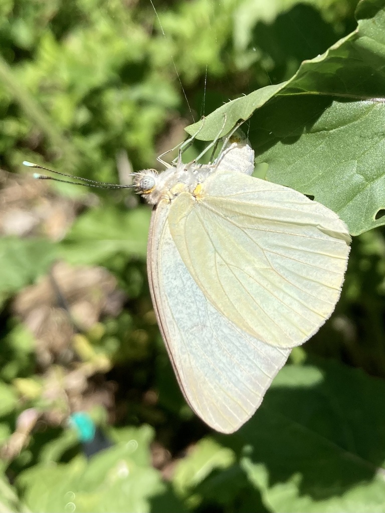 Great Southern White from Cody Bluffs Rd, Babson Park, FL, US on March ...