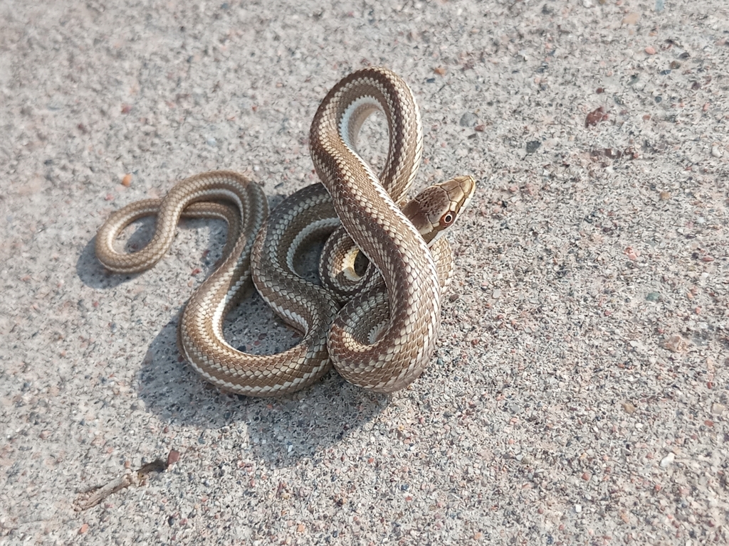 Mousehole Snake from Dique el Carrizal, Mendoza, Argentina on March 12 ...