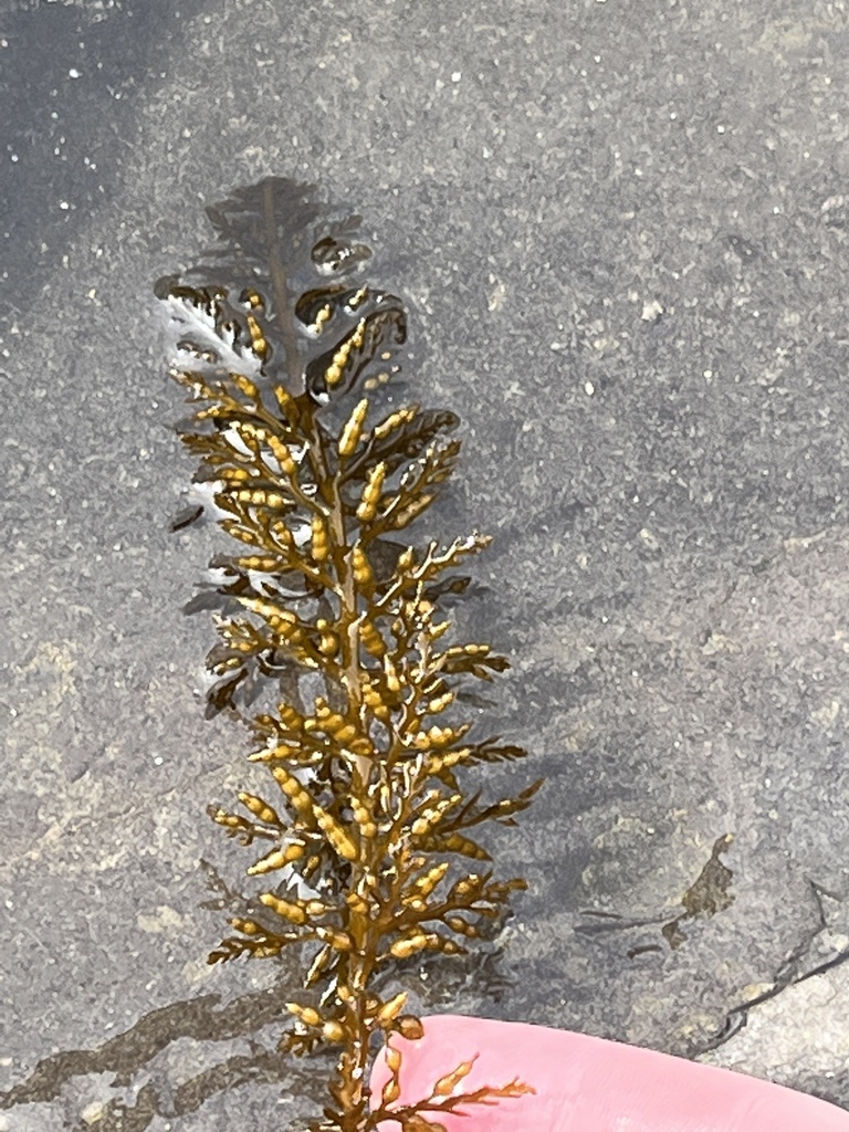 chain bladder kelp from San Pedro Channel, Los Angeles, CA, US on March ...