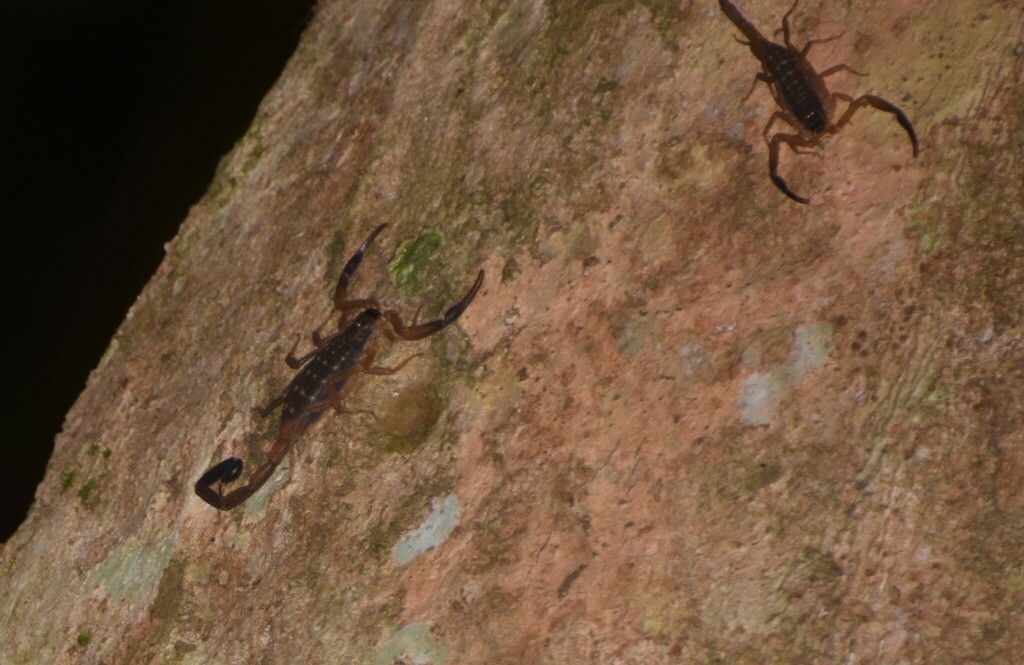 Lychas scutilus from Central Water Catchment, Singapore on January 01 ...
