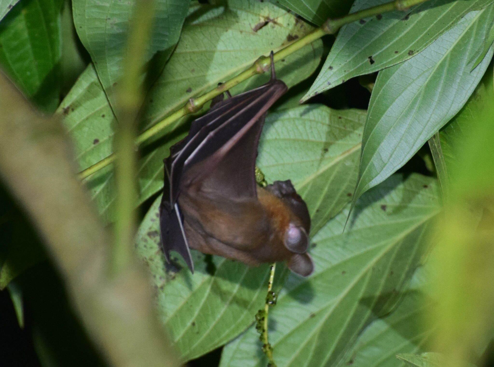 Cynopterus brachyotis (Müller, 1838)