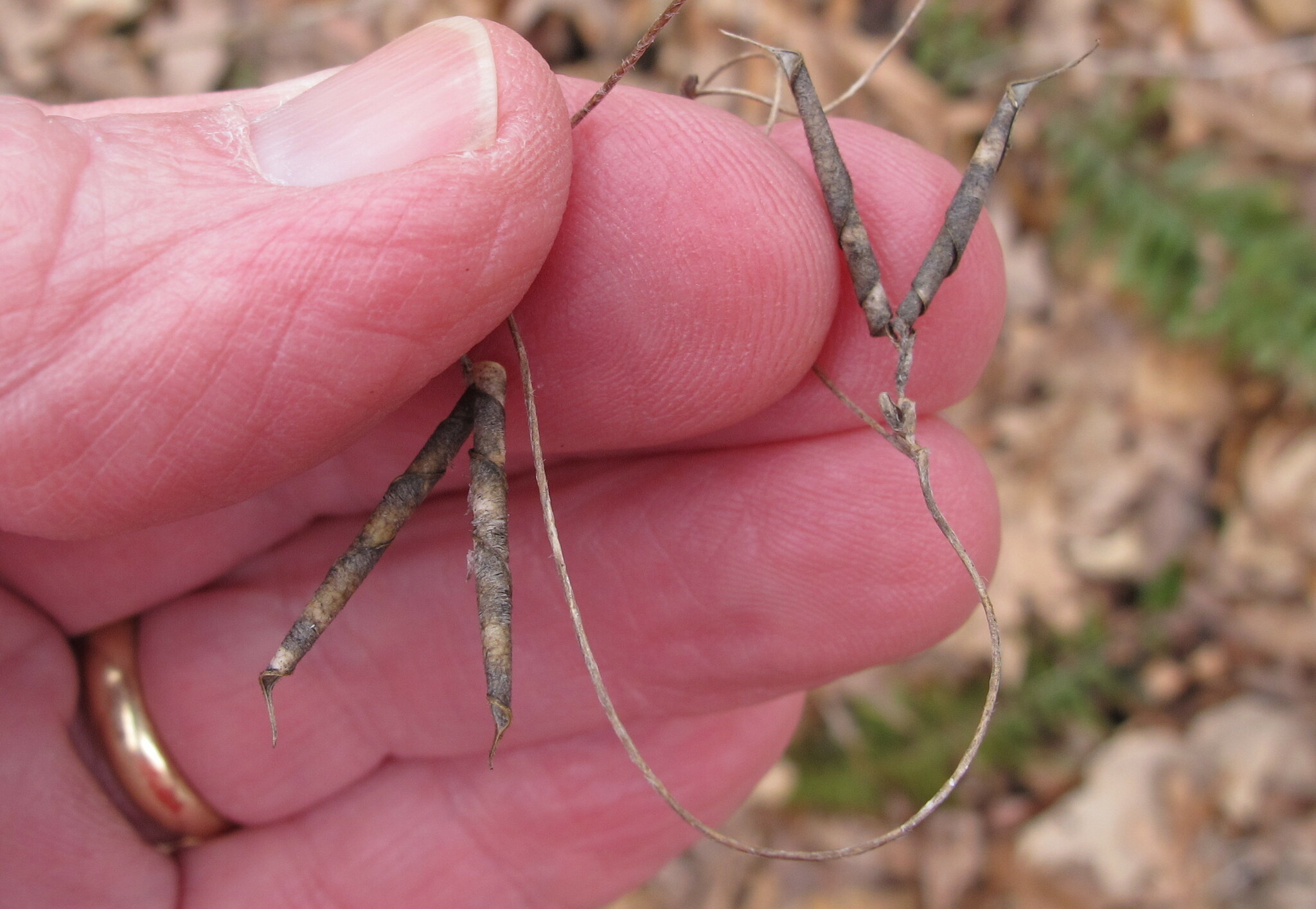 Amphicarpaea Elliott ex Nutt.