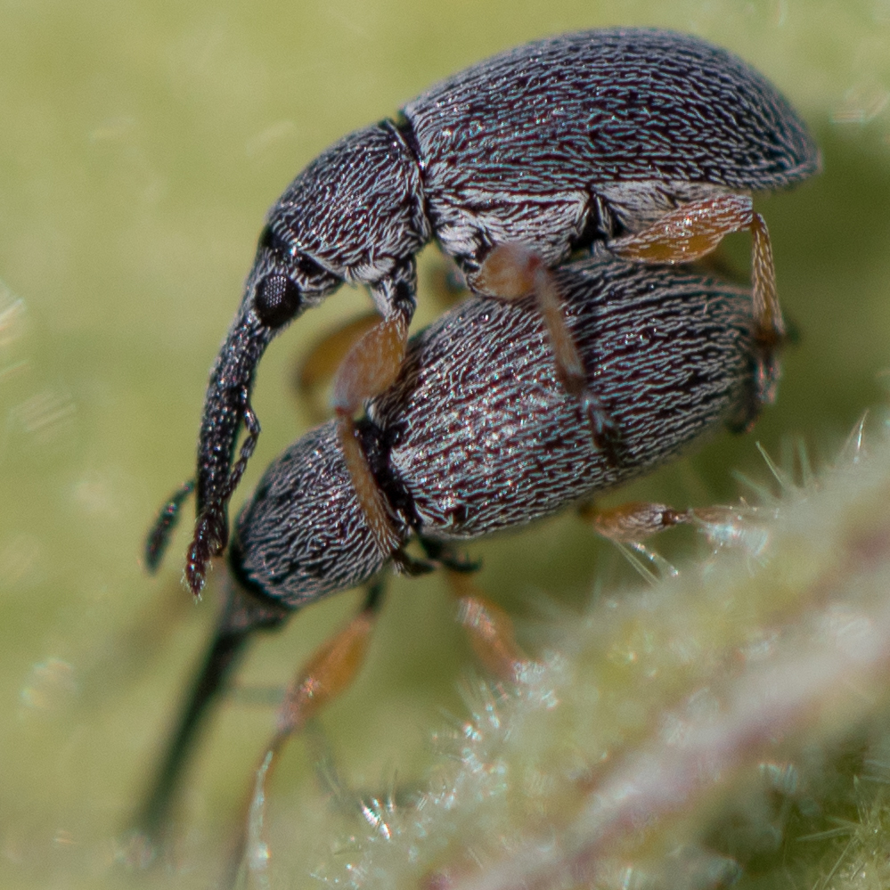 Hollyhock Weevil from 17480 Le Château-d'Oléron, France on June 12 ...