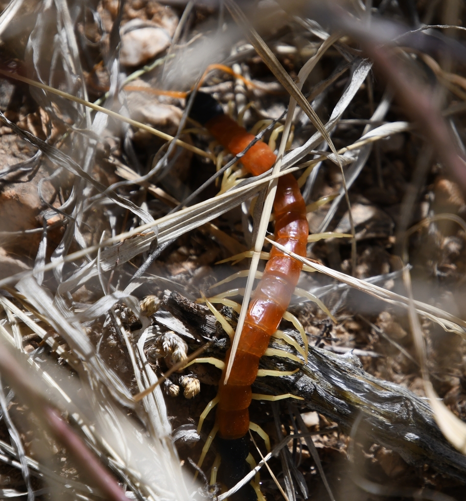 Giant Desert Centipede from Pima, Arizona, United States on March 12 ...