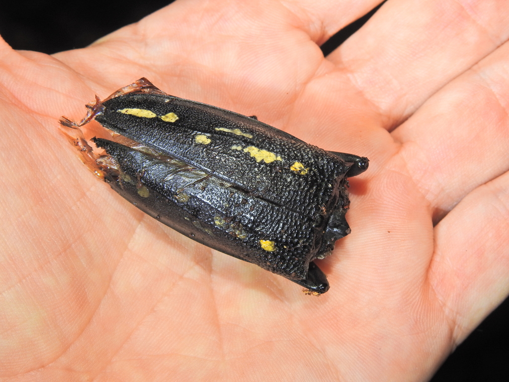 Longhorn Beetles from Cooloola QLD 4580, Australia on March 11, 2023 at ...