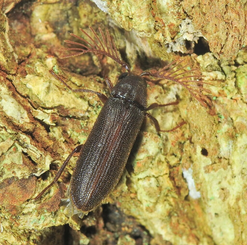 Beetles from Cooloola QLD 4580, Australia on March 11, 2023 at 09:16 PM ...