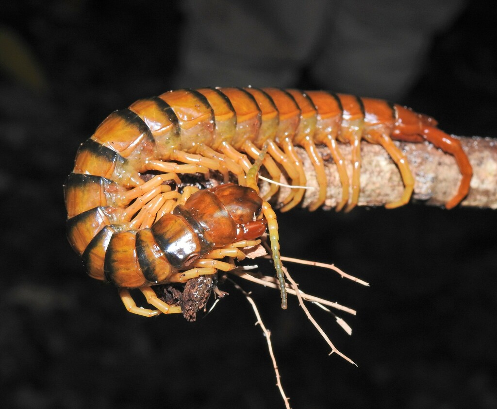 Australasian Giant Centipede from Cooloola QLD 4580, Australia on March ...
