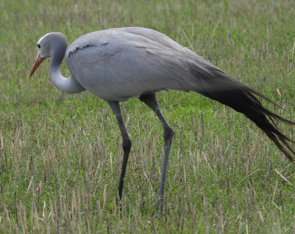 Blue Crane from Cape Winelands District Municipality, South Africa on ...