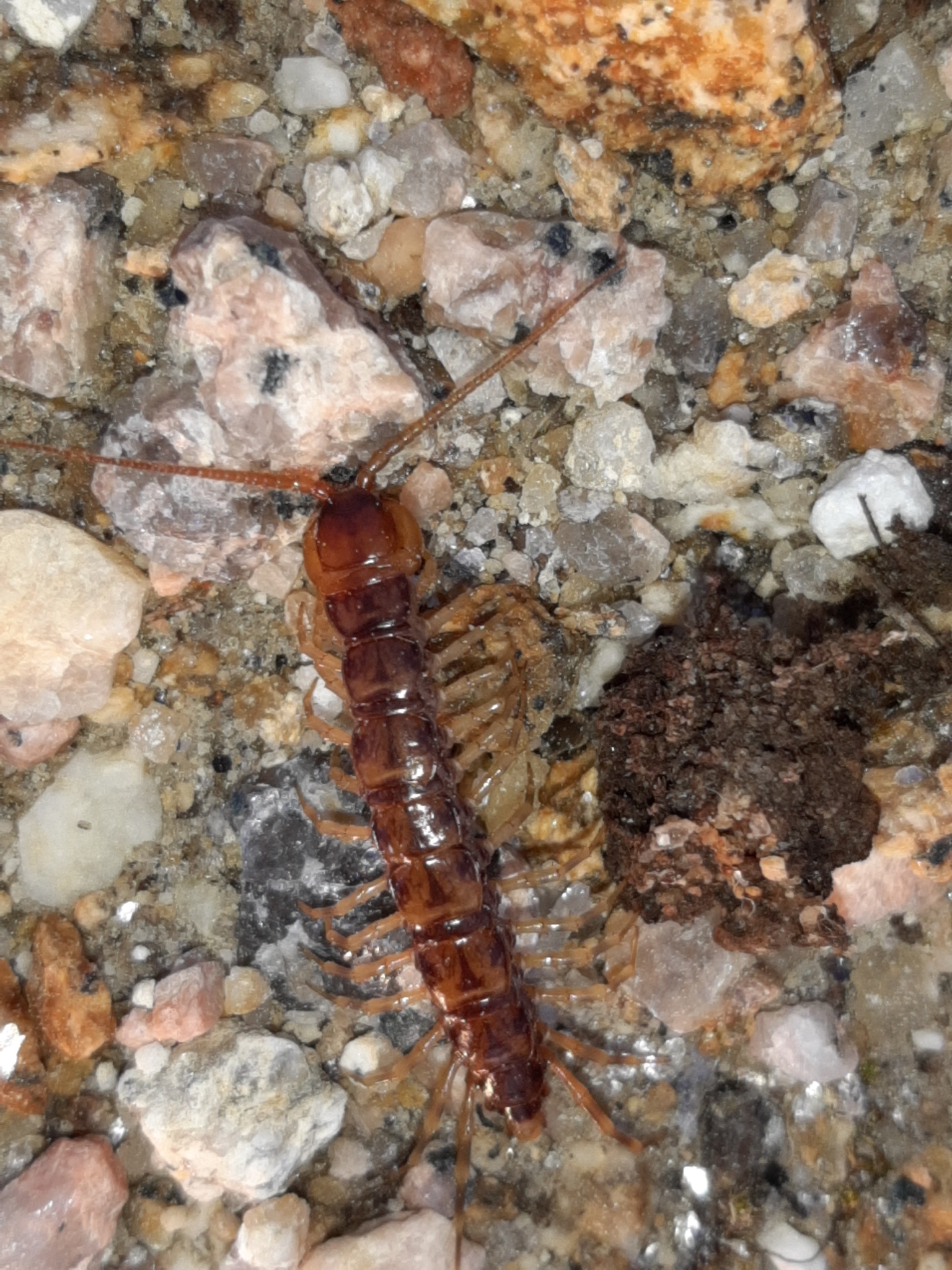 Lithobius variegatus Leach, 1814