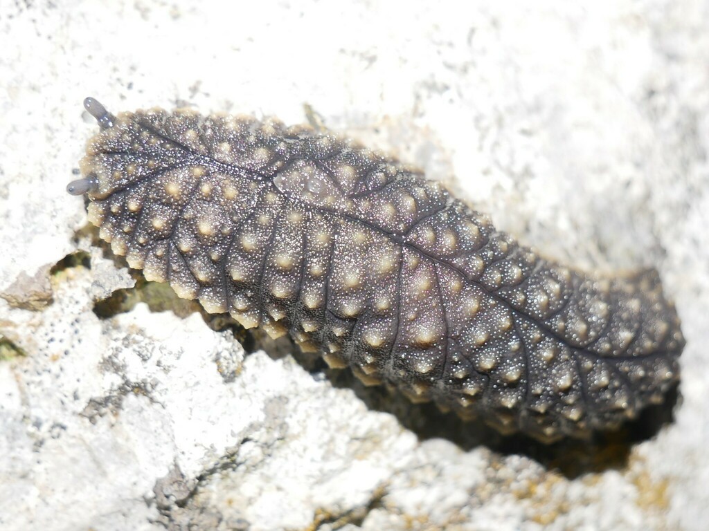 giant leaf-veined slug from Mt Owen, Murchison on March 11, 2023 at 10: ...