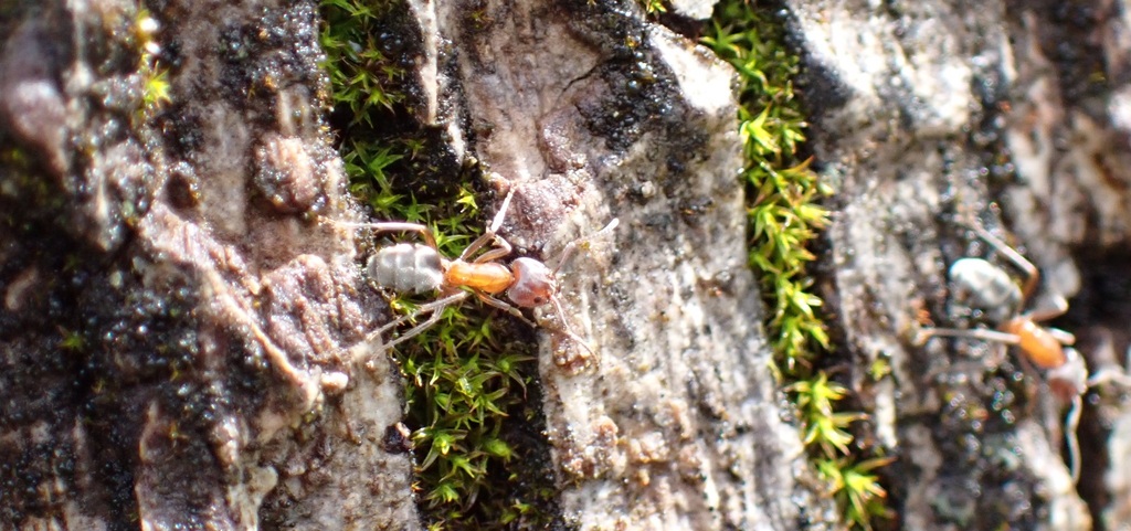 Western Velvety Tree Ant from 2850 San Lorenzo Way, Carmichael, CA ...