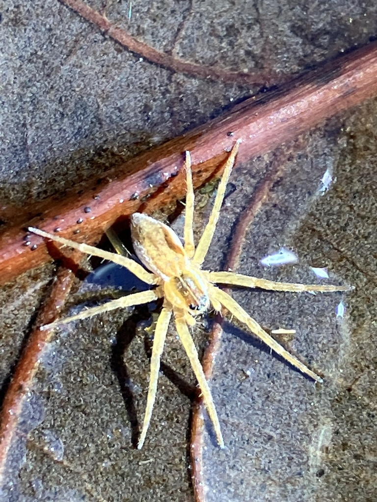 Six-spotted Fishing Spider from High Rock, Needham, MA, US on March 12 ...