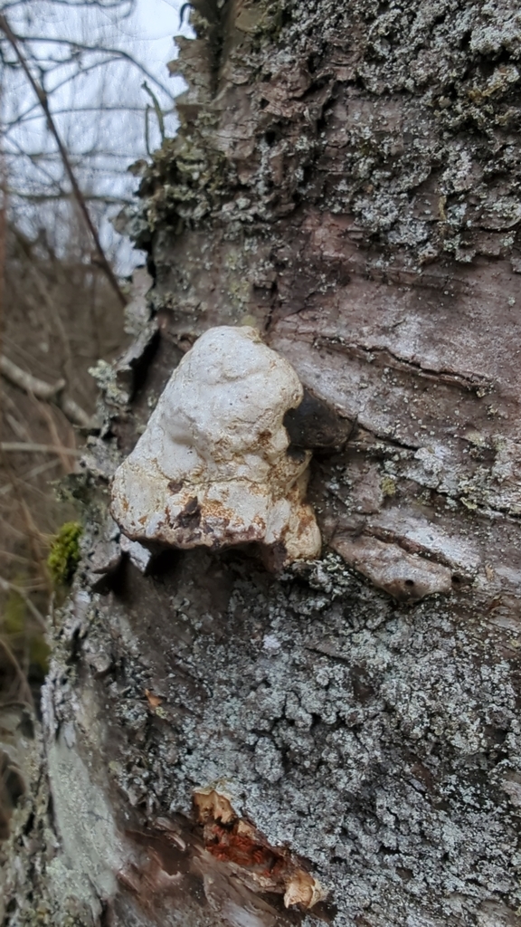 shelf fungi from Burnaby, BC V5A 2H3, Canada on March 12, 2023 at 01:56 ...