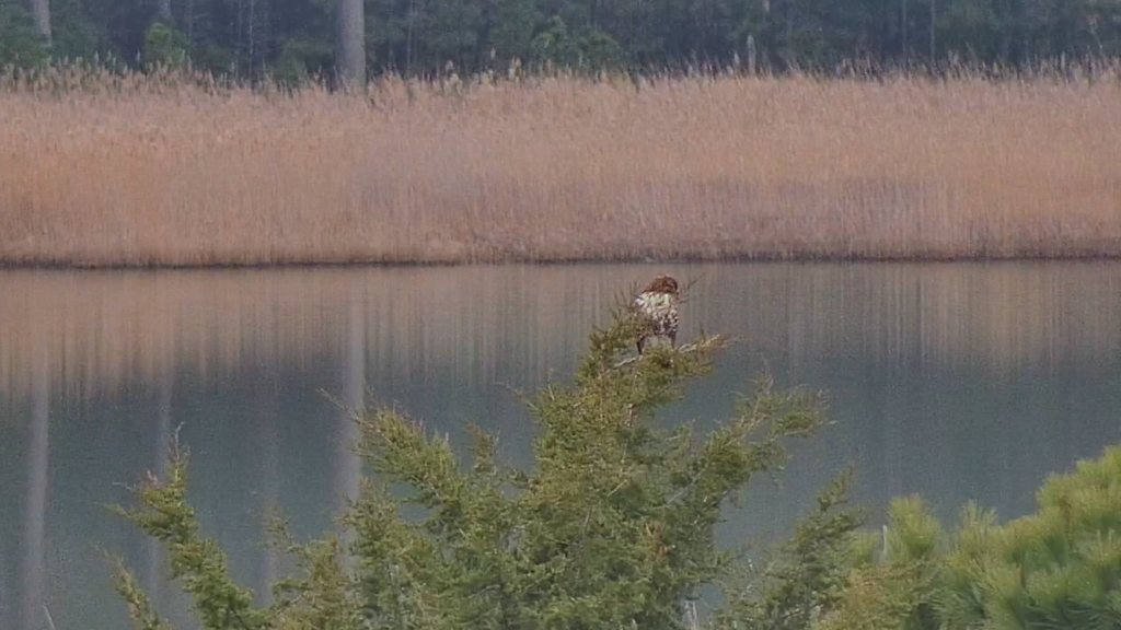 Red-tailed Hawk from Surry, VA 23883, USA on March 12, 2023 at 05:47 PM ...