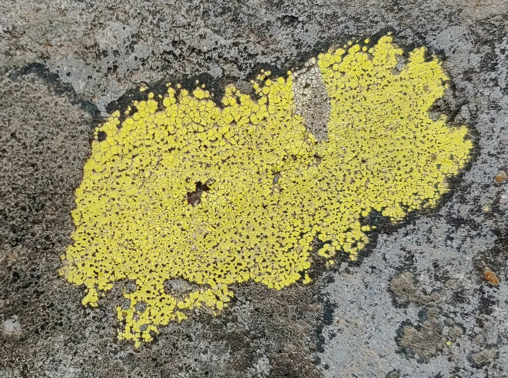 yellow map lichen from Pierce County, WA, USA on August 04, 2022 at 11: ...