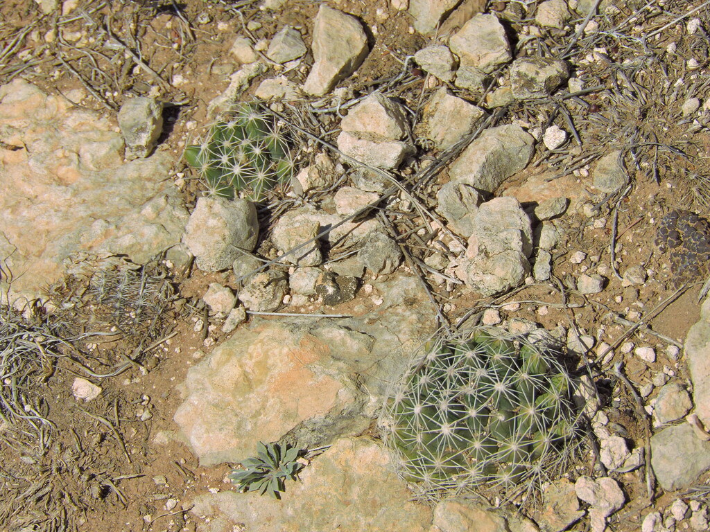 Missouri Foxtail Cactus from Dunbar-Manhattan Heights, Lubbock, TX, USA ...
