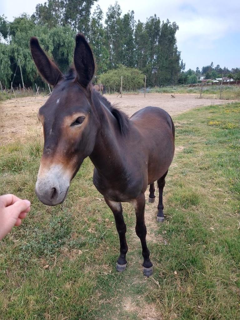 Mule/Hinny from Pueblo Seco, San Ignacio, Ñuble, CL on January 09, 2021 ...