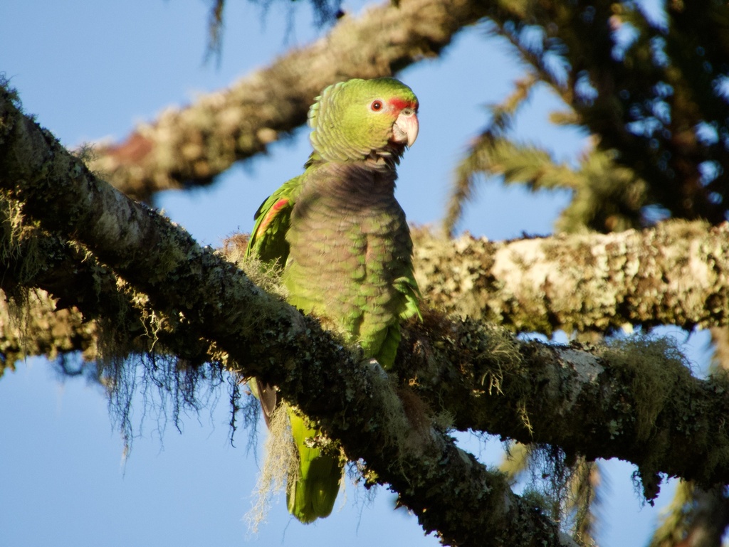 Vinaceous-breasted Parrot in May 2022 by sobania · iNaturalist