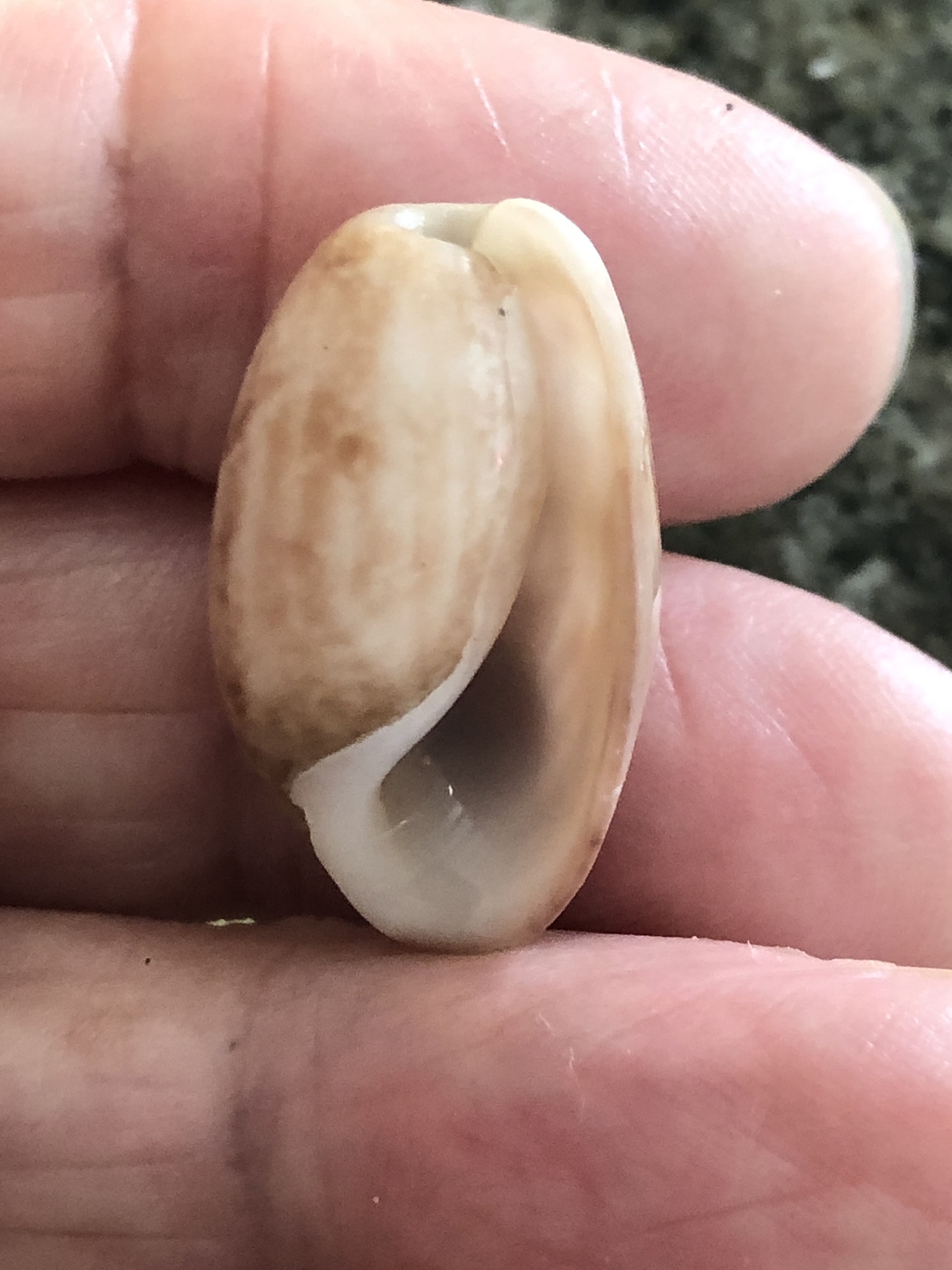 Bulla occidentalis A.Adams, 1850