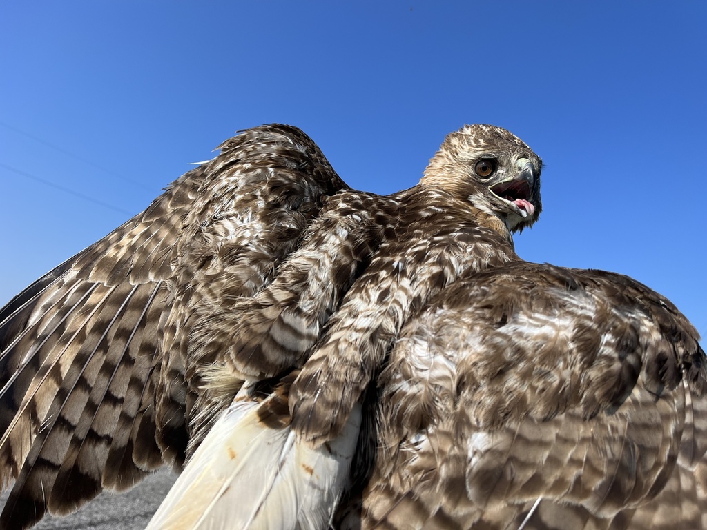 Red-tailed Hawk from FM-1352, Alice, TX, US on March 12, 2023 at 10:48 ...