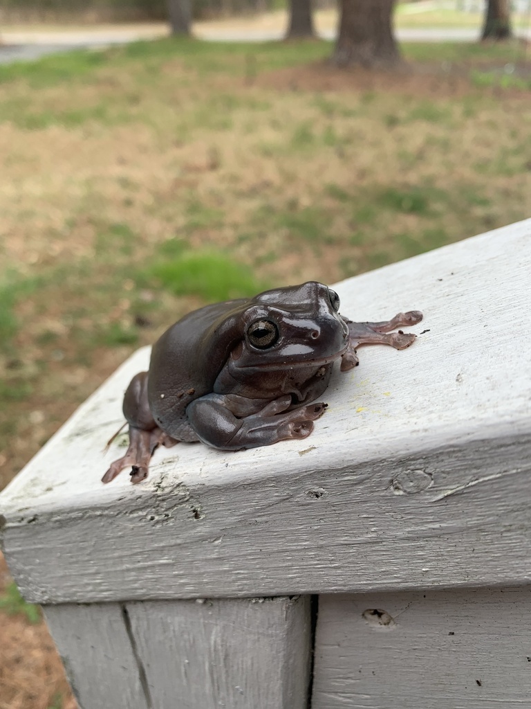 Australian Green Tree Frog from Elizabeth Harbor Dr, Chesapeake, VA, US ...