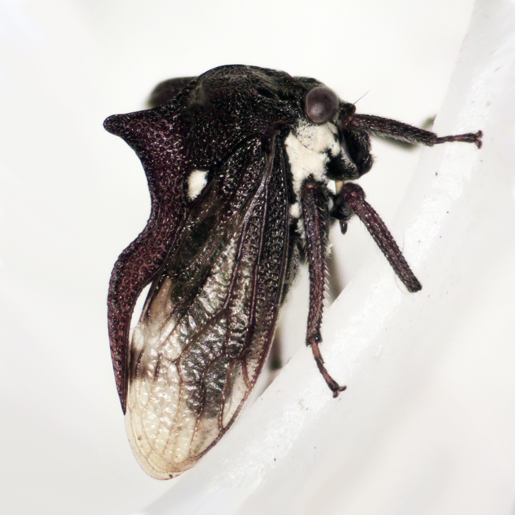 Tri-horned treehopper from Gordon VIC 3345, Australia on March 06, 2023 ...