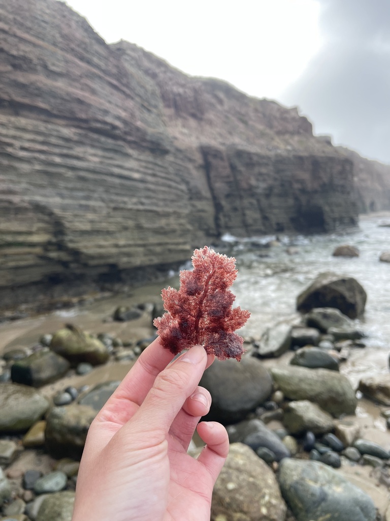 Sea Comb from Cabrillo National Monument, San Diego, CA, US on March 12 ...